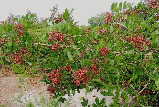 INPI reconhece São Mateus como maior exportador de pimenta-rosa do ...